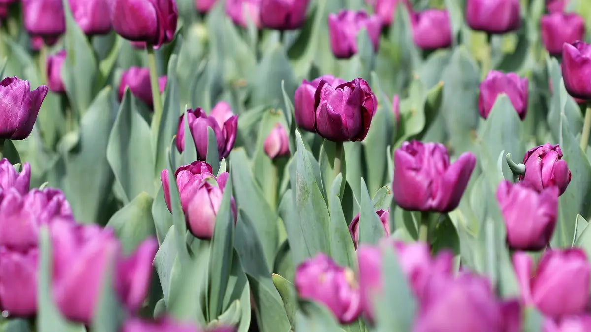 Spring Updates with Snug